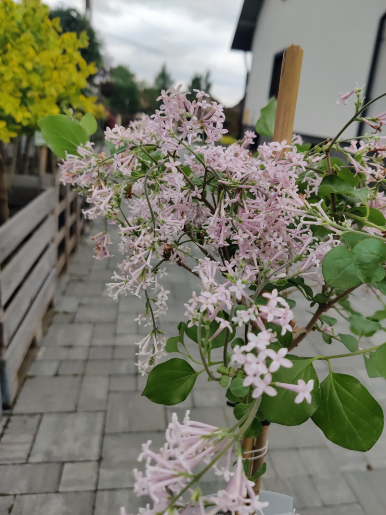 Lilak Meyera 'Palibin' > Szkółka krzewów Fałdowie